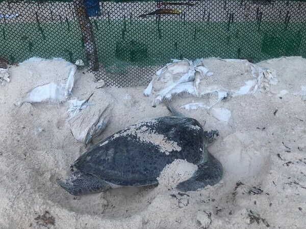Volunteer with Turtles in Malaysia | Volunteer story Clem Carroll